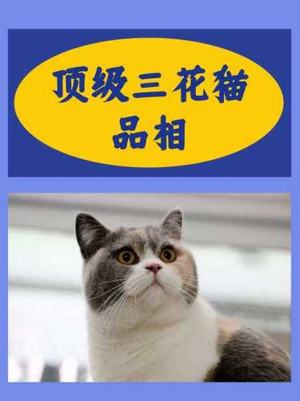 三色猫多少钱一只截图