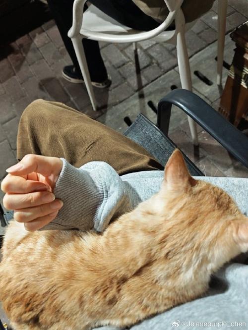 陌生猫亲近你是好事吗截图
