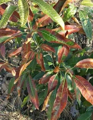 芒果树叶子像烧焦一样图标