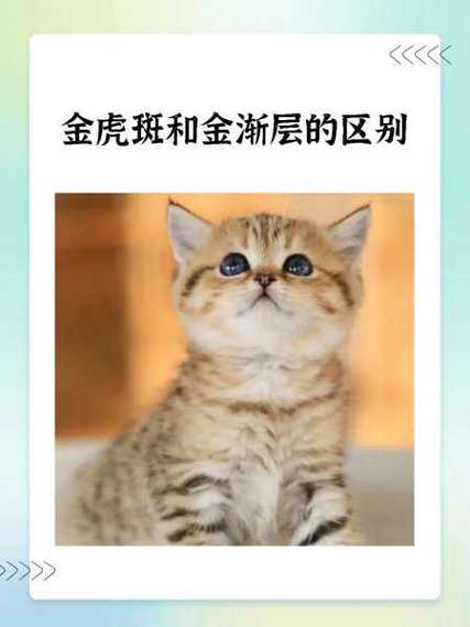 虎斑和美短区别图标