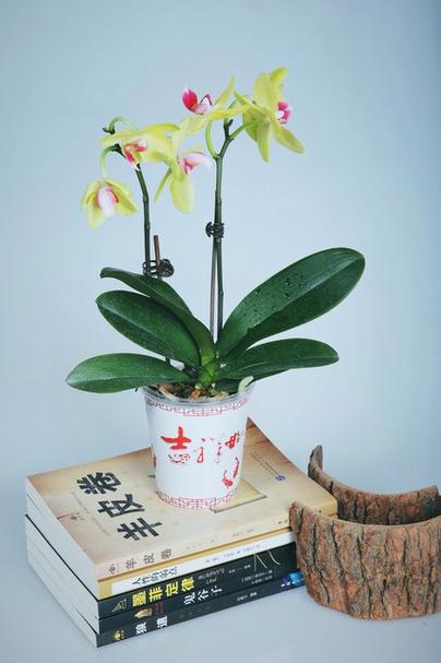 墨菲怪石耐热植物图标