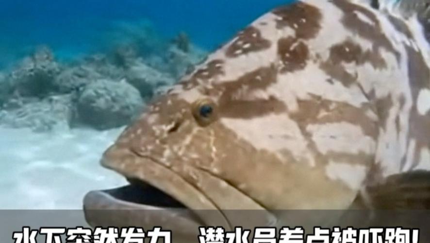 捕鱼深海狩猎缩略图
