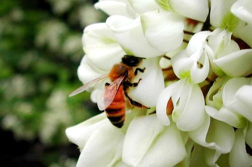 蜜蜂采的蜜是什么图标
