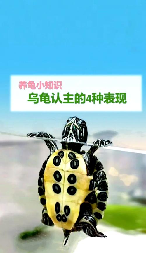 乌龟来家里有什么预兆图标