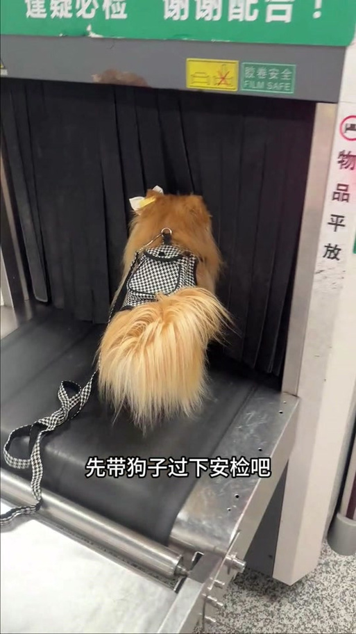 宠物狗可以进地铁吗图标