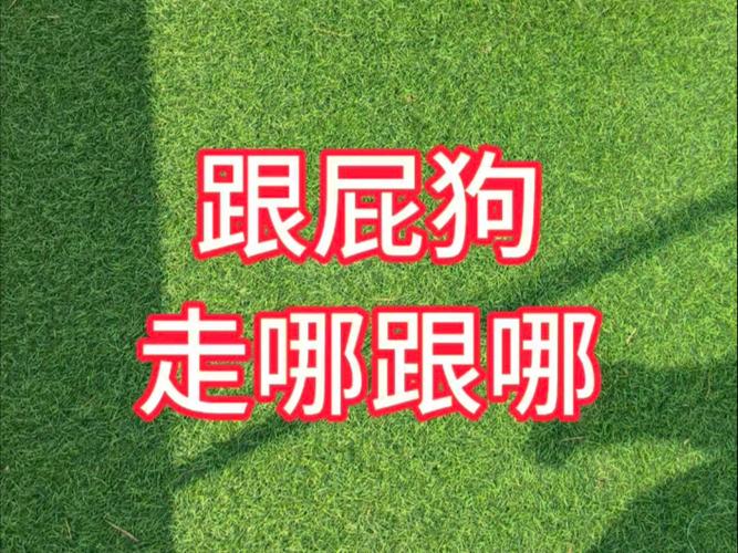 跟屁狗图片图标