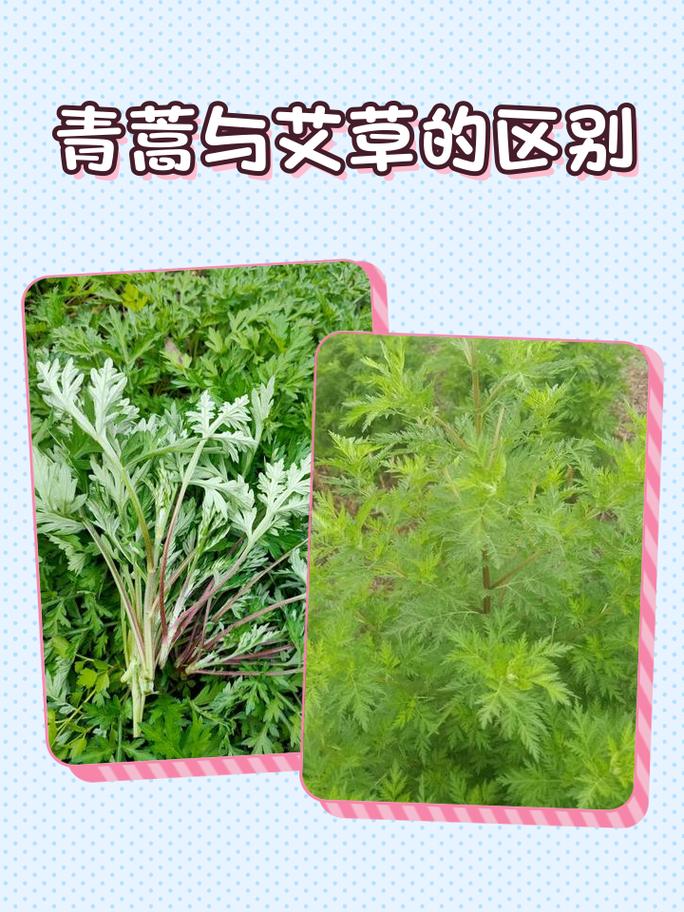 艾蒿的乡村满艳改名了吗图标