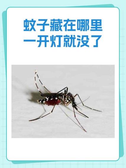 蚊子喜欢躲在卧室哪里图标