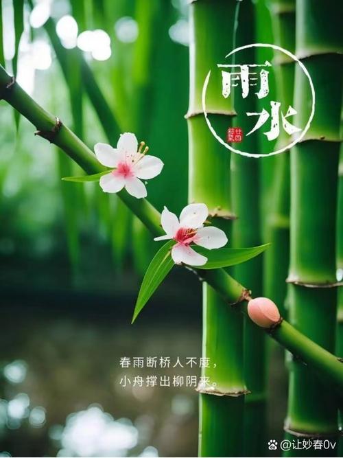下载春雨版本5.0.2图标