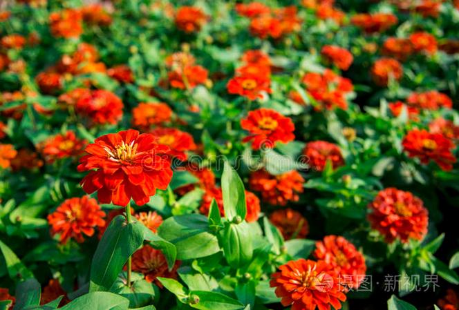 橘色的花图标