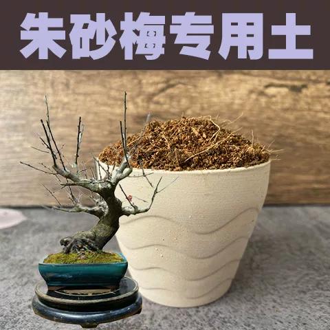 梅花土壤怎么配图标