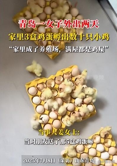 怎样孵出小鸡在家里截图