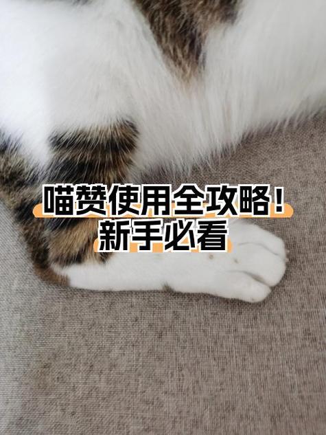喵赞最新版图标