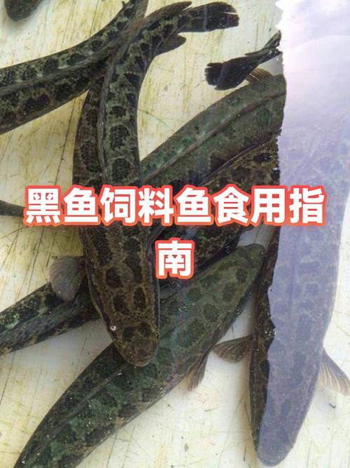 鱼内脏哪些可以吃图解图标