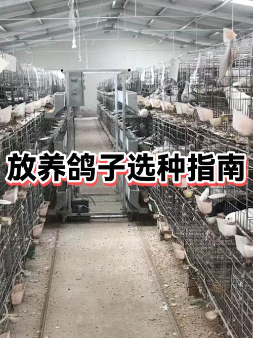 新手养鸽子怎样放养截图