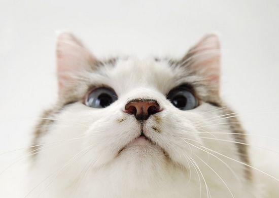 猫卜走步截图