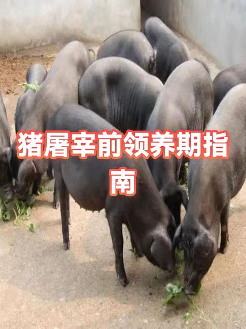 多福猪领养截图