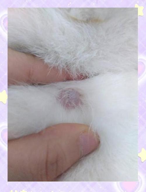 猫皮脂腺瘤图标