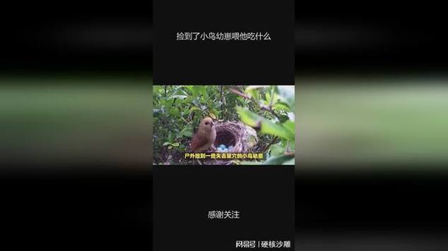 捡到了小鸟幼崽喂他吃什么截图