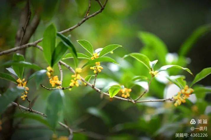红河欲锁桂花