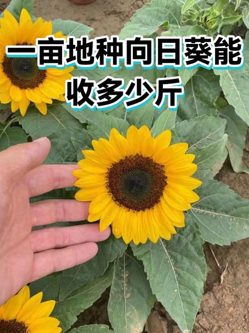 一亩向日葵能挣多少钱截图