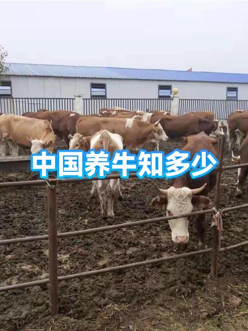 中国有多少养牛户