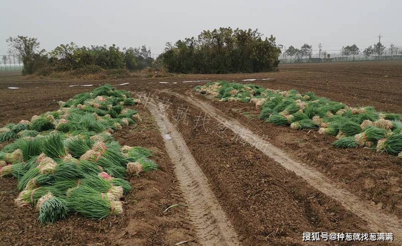 大葱籽育苗全过程详细图标