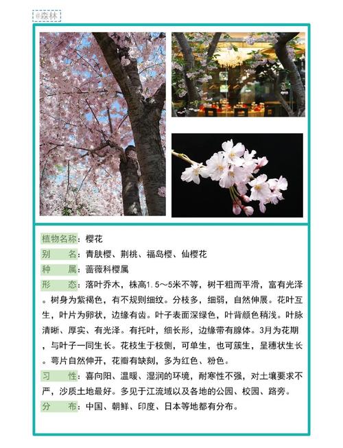 樱花树介绍简短截图