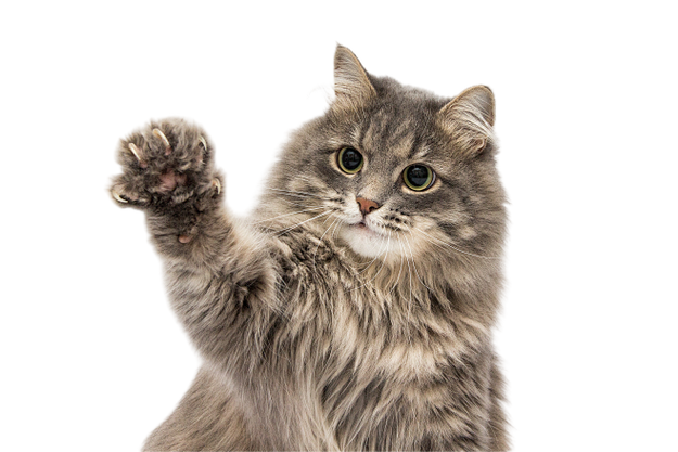 猫怎么抓起来图标