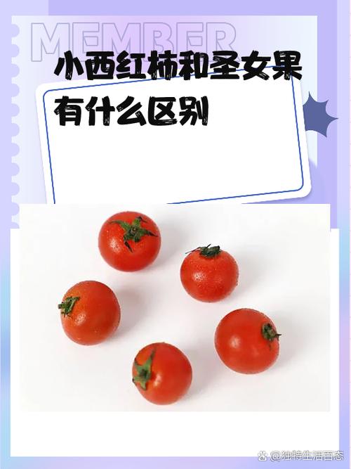 小西红柿什么时候吃好图标