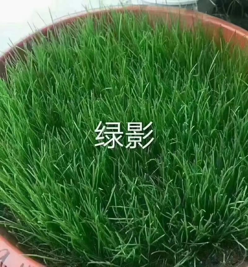 opporeno3绿色图标