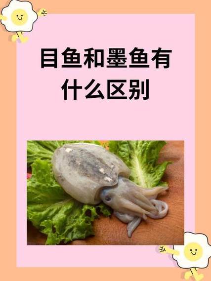 目鱼和墨鱼有什么区别图标