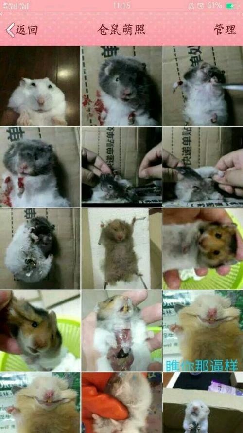 为什么看到仓鼠想折磨截图