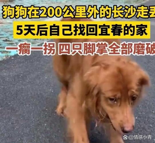 怎么带狗狗出去旅行图标