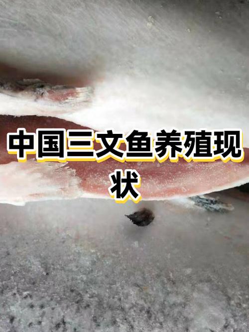 中国 三文鱼截图