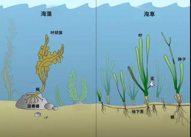 海草跟海藻的区别图标
