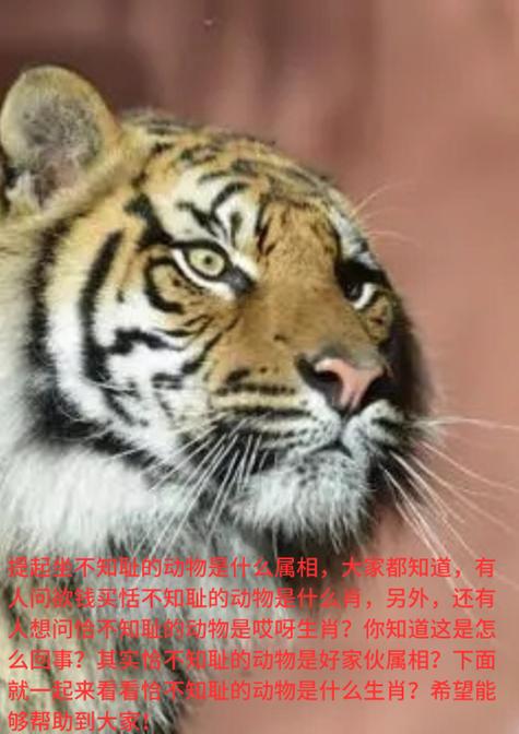 一无所获打一准确动物图标