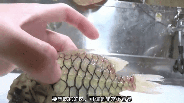 小鱼的鱼鳞掉了多久能长出来