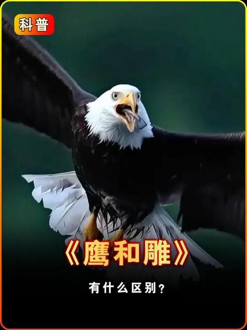 鹰雕鹫的区别