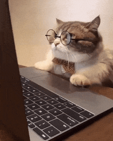 打字猫软件下载