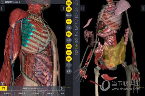 破解版(内置破解菜单)3DBody