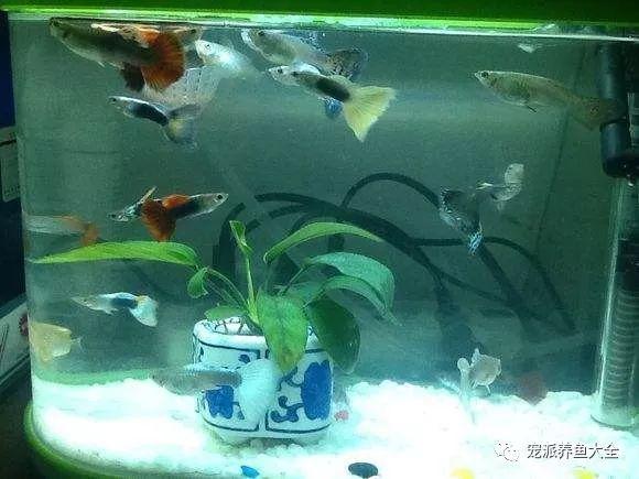 鱼缸水跌酸如何处理图标
