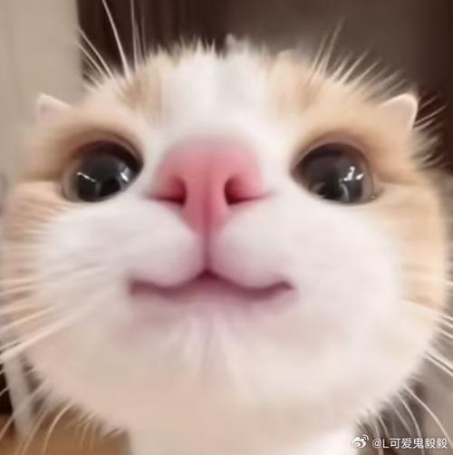 猫头像可爱图标