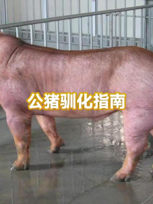 公猪驯化方法