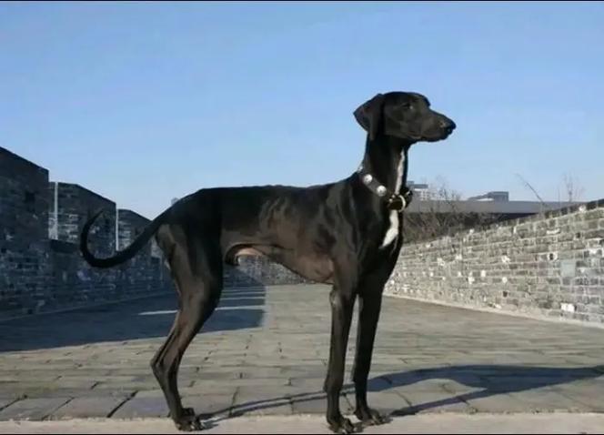 细犬 哮天犬图标