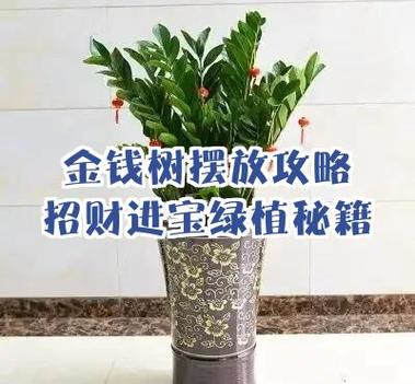 招财进宝树多少钱一棵
