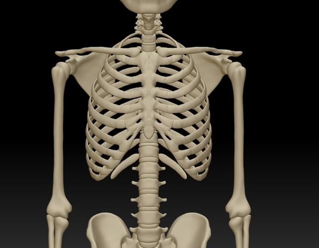 人体骨骼3d模型图软件图标