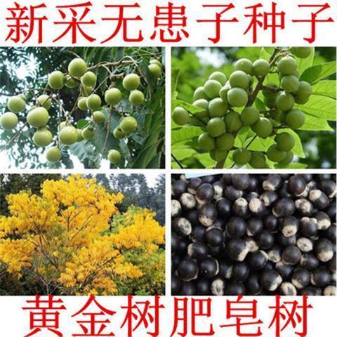 黄金树最新消息截图