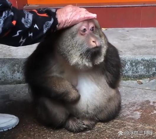 猴版是什么意思啊图标