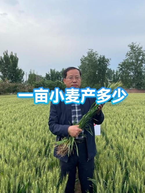 一亩地小麦成本多少钱图标